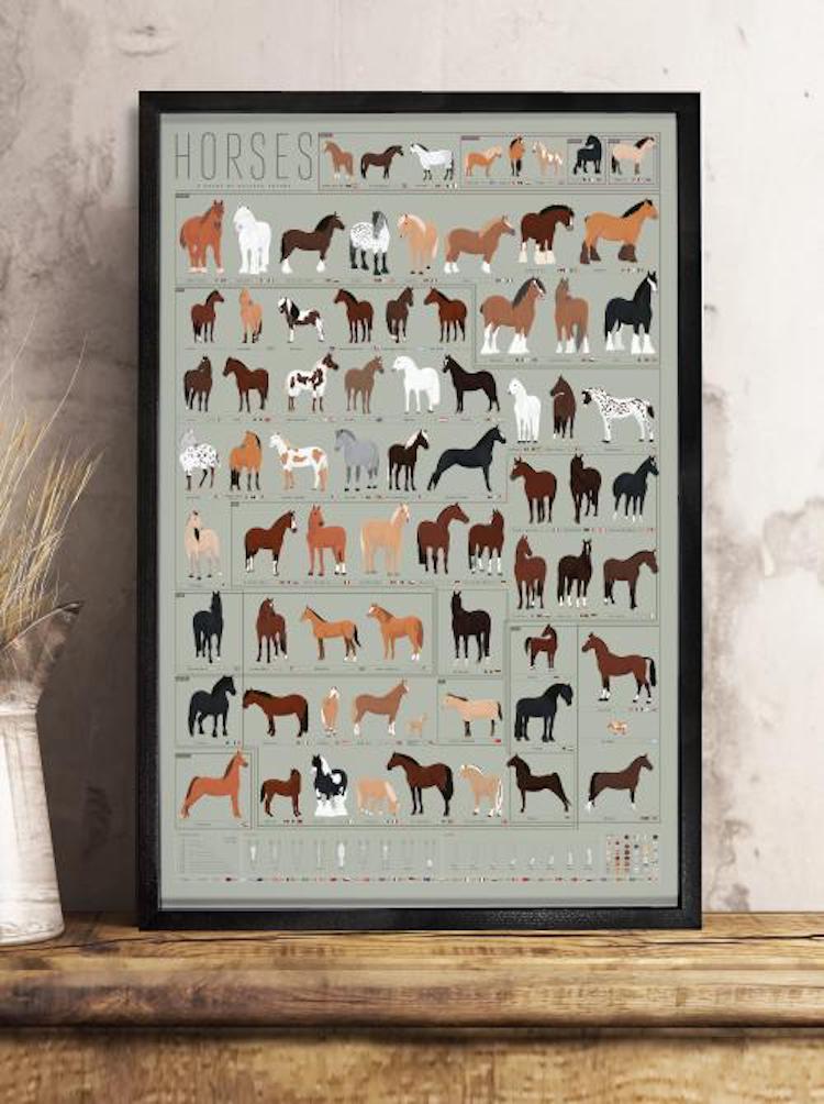 Horses: A Chart Of Notable Breeds, A Hand Illustrated Art Print of Over ...