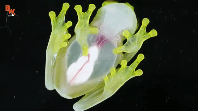 Coyote Peterson Searches the Jungle For Glass Frogs, Amazing Amphibians ...