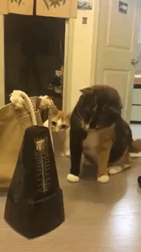 Two Curious Cats Cautiously Approach a Ticking Metronome Trying To ...