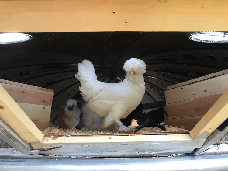 An Out of This World Backyard UFO Chicken Coop