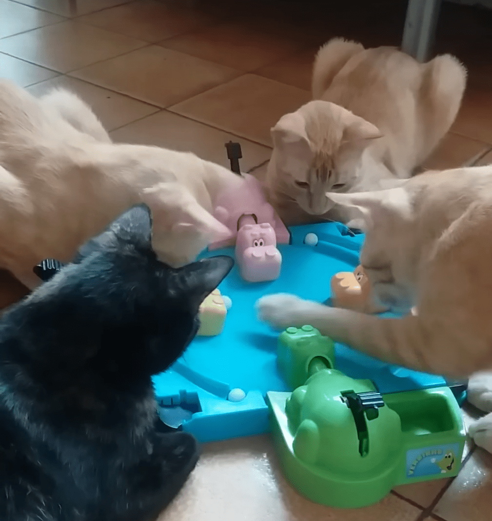 Four Cats Play a Game of Hungry, Hungry Hippos