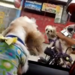 A Gorgeous Train Ride Through Snowy Norwegian Mountains As Seen From ...