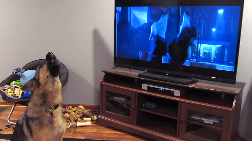 Dog Howling to 'Zootopia' Starts Chain Reaction of Dogs Howling to the ...
