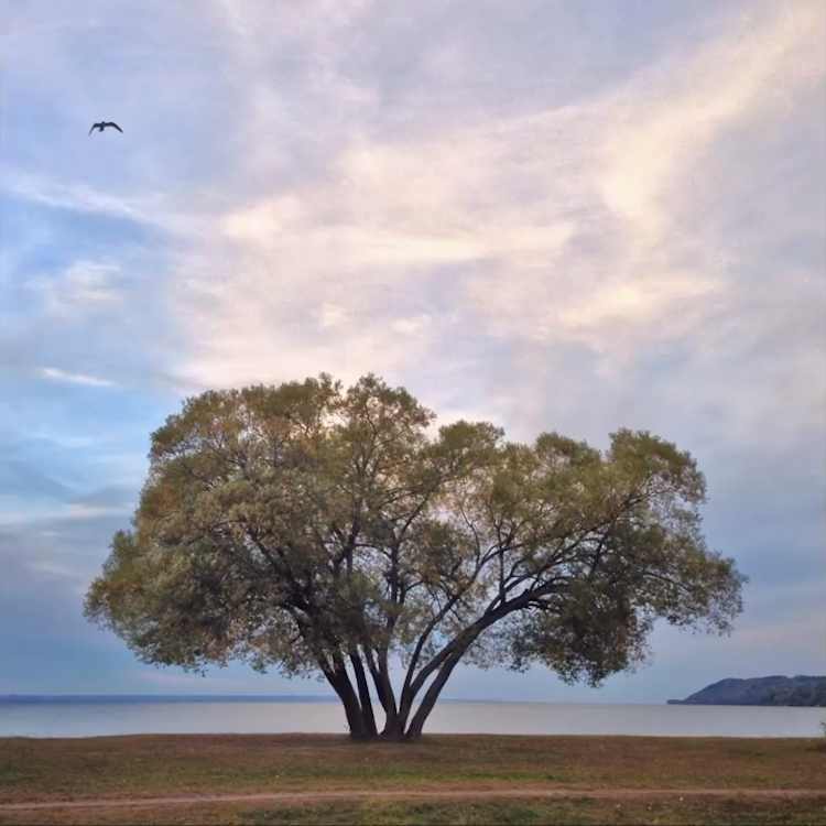 The Broccoli Tree, A Somber Parable About the Risk of Sharing Something ...