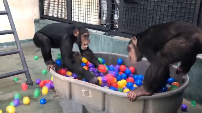 Rescued Chimpanzees Gleefully Play in a Colorful Ball Pit After Their ...