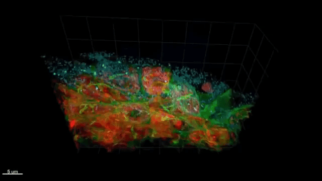 An Incredible Microscope That Captures 3D Images of Subcellular ...