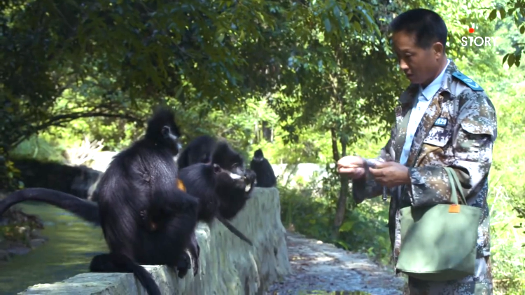 Affable Chinese Forest Ranger Makes Friends With an Endangered Troop of ...