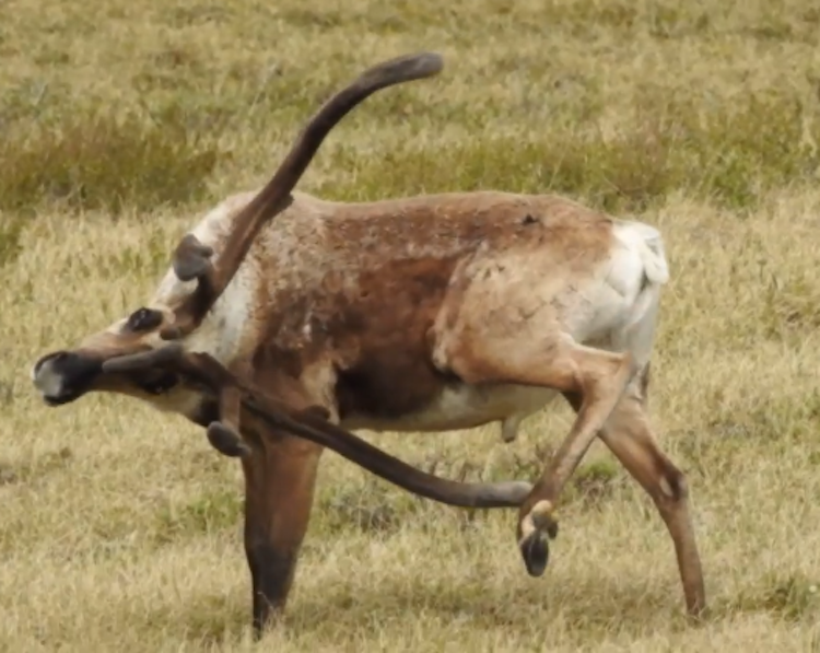 An Alaskan Bull Caribou Ingeniously Employs His Antler to Scratch His ...