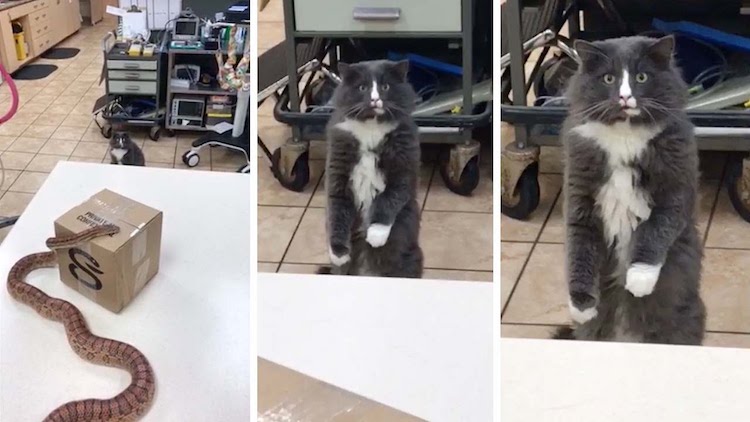 A Bewildered Cat Sits Upright In Order To Get a Closer View When Seeing ...
