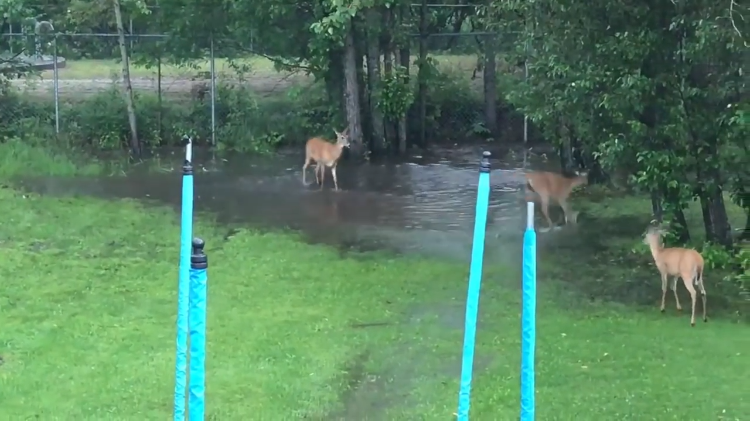 Three Playful Young Deer Gleefully Splash In and Around a Big Ontario ...