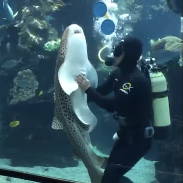 An Affectionate Zebra Shark Demands Belly Rubs From the Diver Cleaning ...