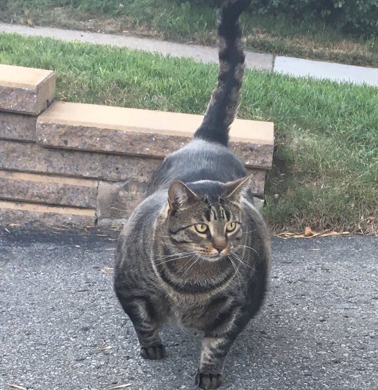 Buff Cat, A Mysterious Oddly Broad Shouldered Tabby Cat Who's Become ...