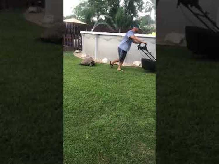 A Surprisingly Quick Moving Tortoise Chases His Lawn Mowing Human ...