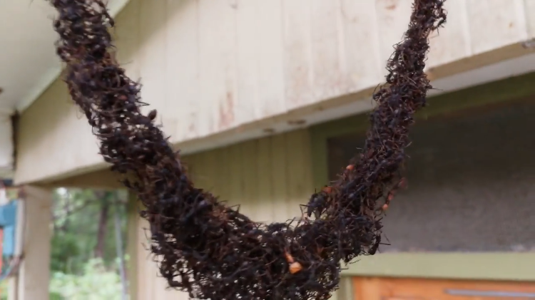 Thousands of Army Ants Build an Impressive Bridge With Their Bodies In ...