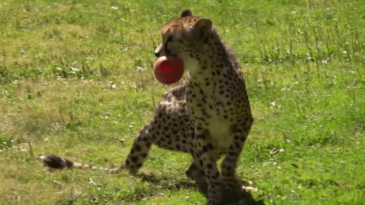 Graceful Cheetahs Happily Retrieve Balls Launched Into Their Enclosure ...