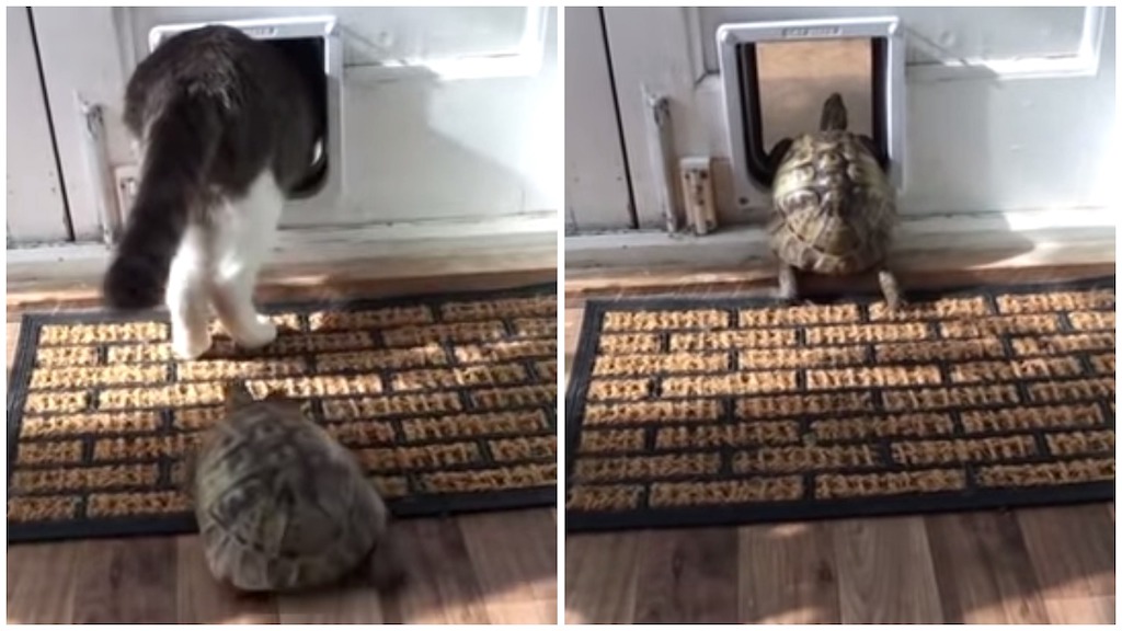 Determined Little Tortoise Adorably Follows a Feline Friend Out of the ...