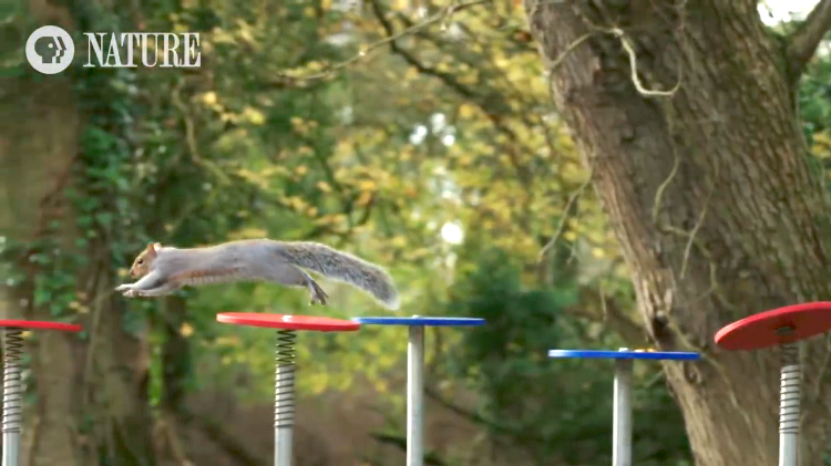 Determined Squirrels Figure Out How to Navigate a Difficult Obstacle ...