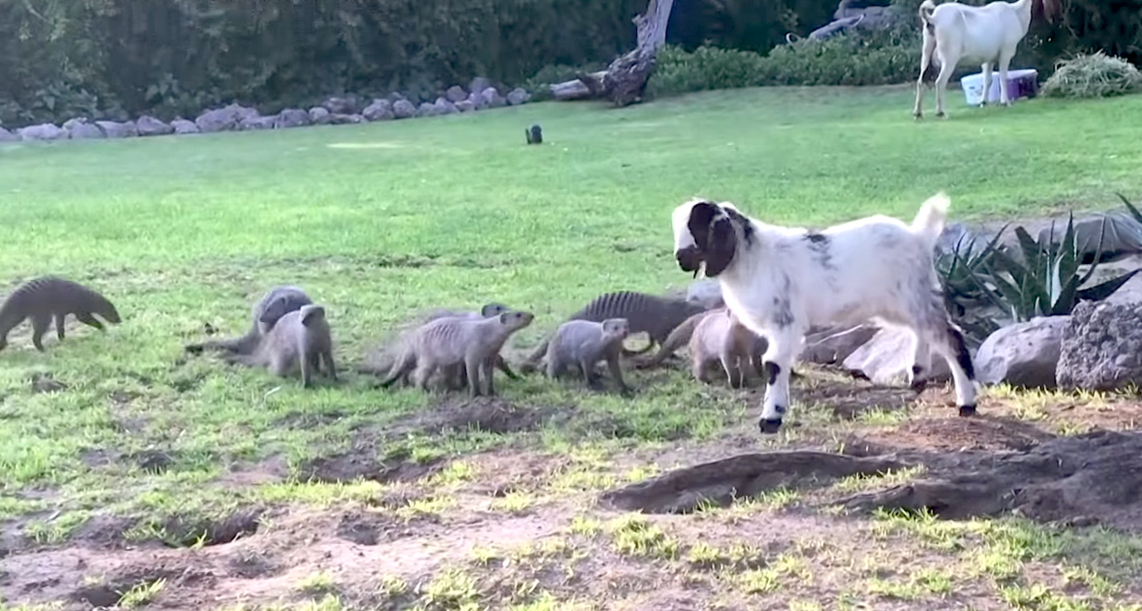 A Mob of Mongooses Following Closely Behind a Baby Goat Hilariously ...