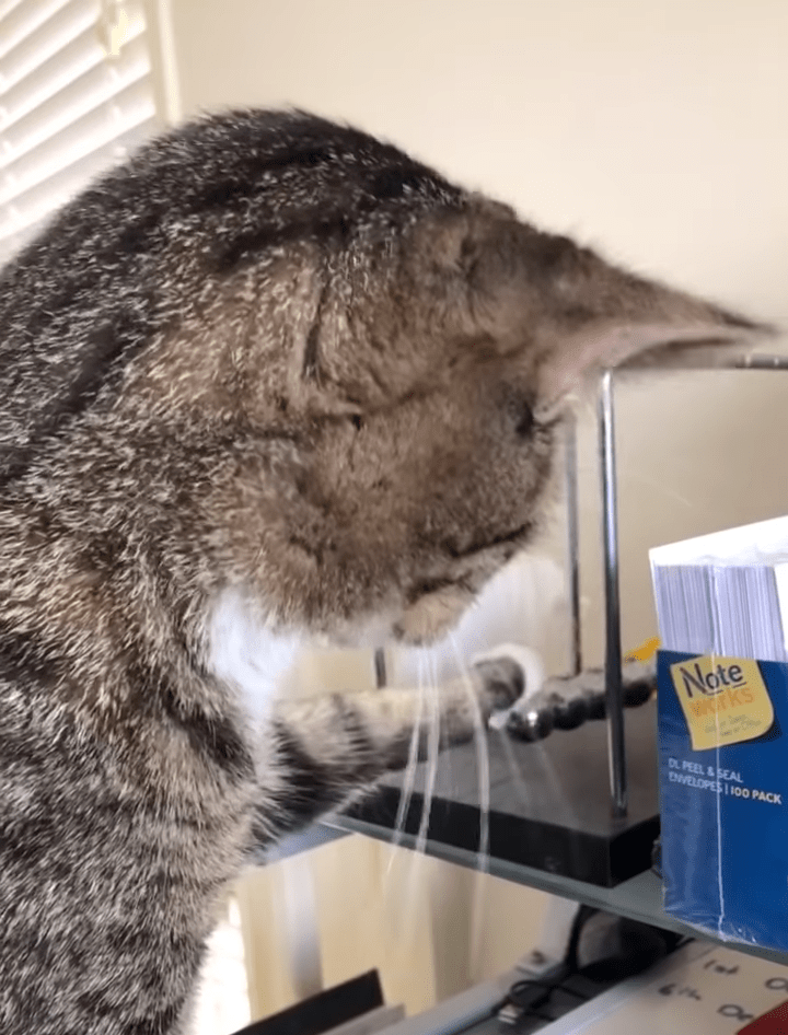 A Curious Cat Figures Out How to Play With the Swinging Spheres of a ...