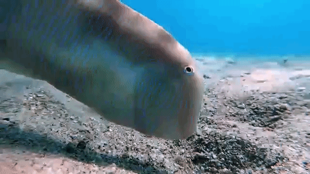 Startled Razorfish Dives For Cover Into the Seafloor