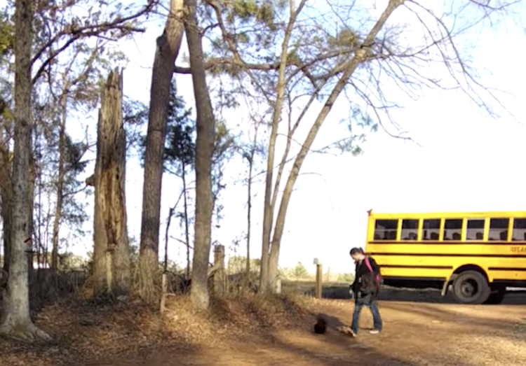 An Elated Rooster Runs to Greet His Favorite Human When She Arrives ...