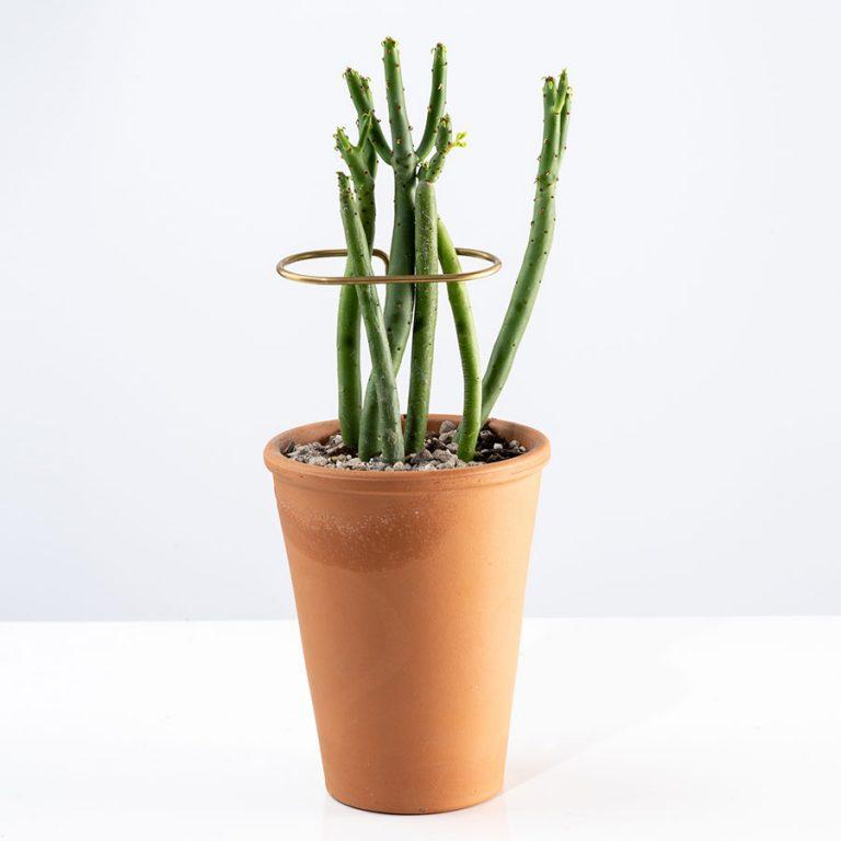Shiny Brass Sticks That Give Support to Growing Plants