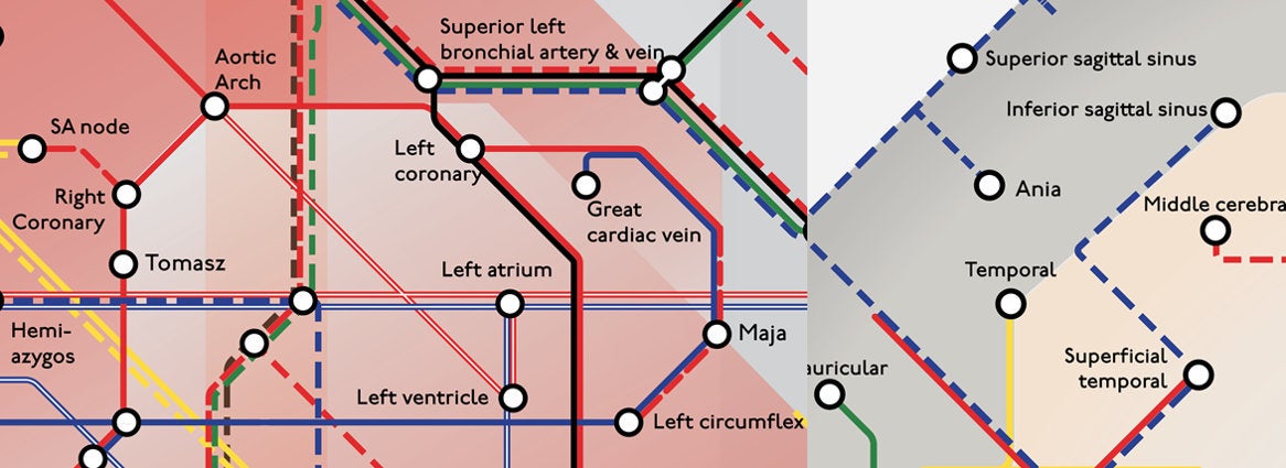 A Detailed Human Anatomy Subway Map Illustrated in the Distinctive ...