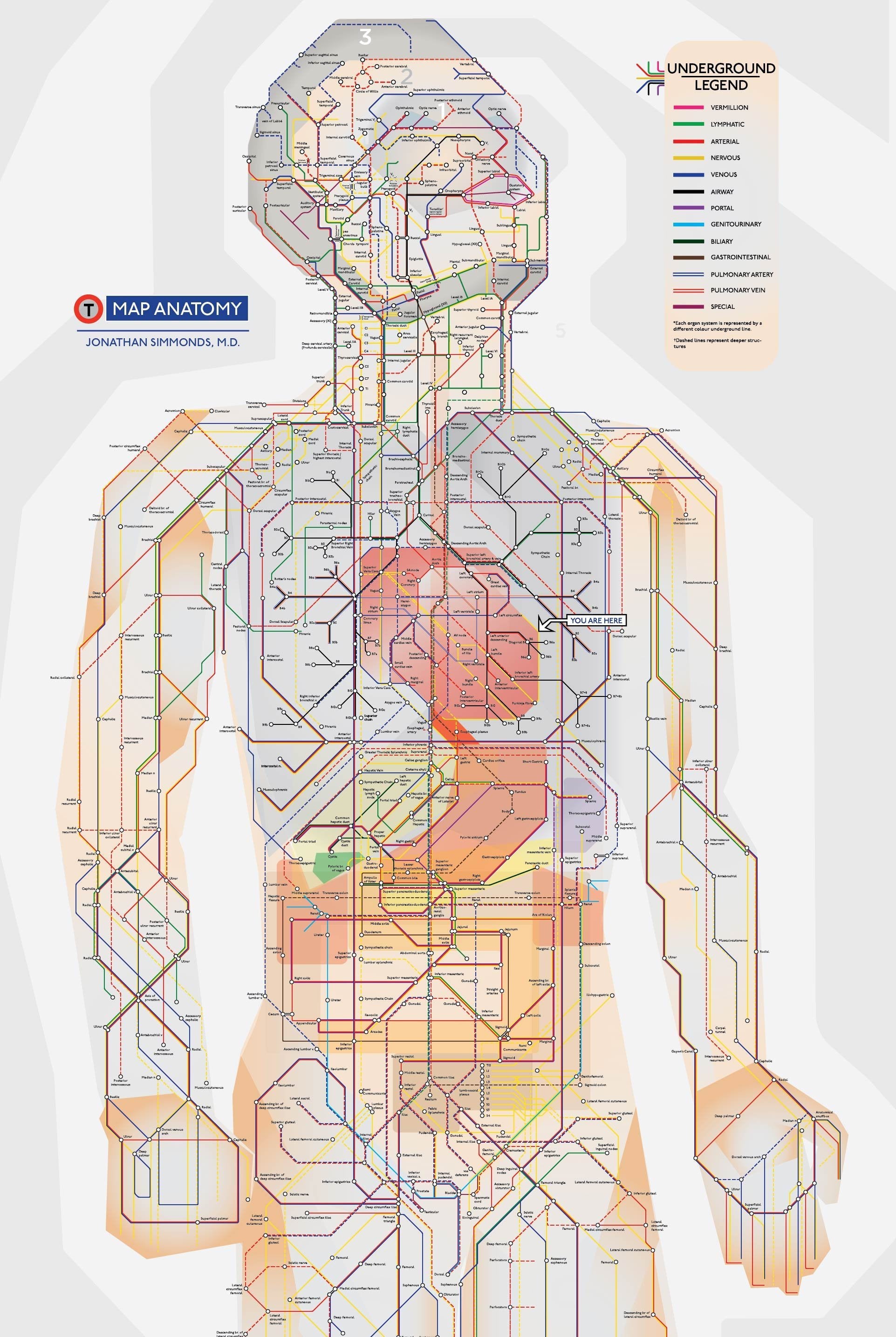A Detailed Human Anatomy Subway Map Illustrated in the Distinctive ...