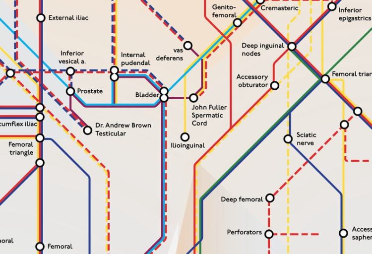A Detailed Human Anatomy Subway Map Illustrated in the Distinctive ...