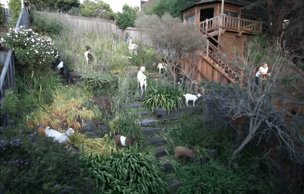 A Hungry Herd of Goats Effectively Consumes a San Francisco Backyard ...