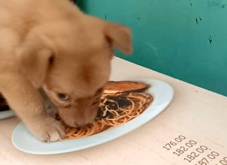 Little Puppy Tries to Eat a Realistic Photo of Spaghetti