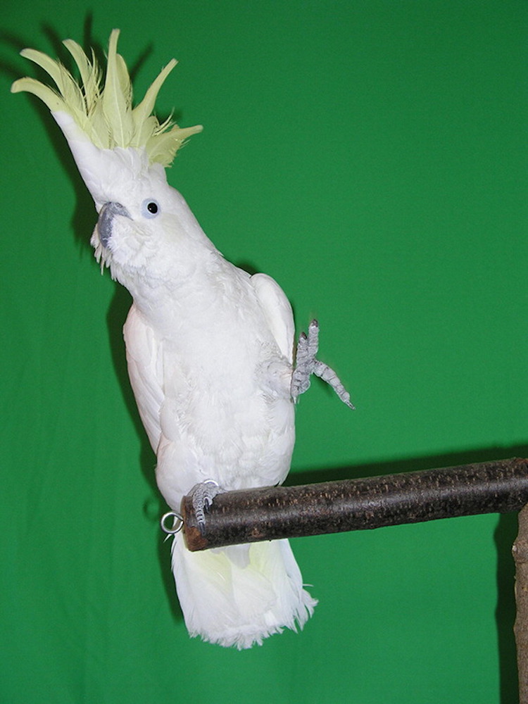 Scientists Discover How Snowball the Headbanging Cockatoo Responds to ...