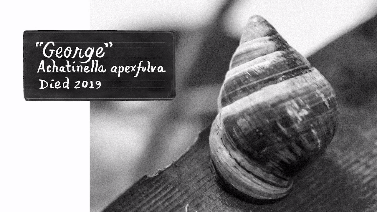 The Death of a Tree Snail Results in Species Extinction