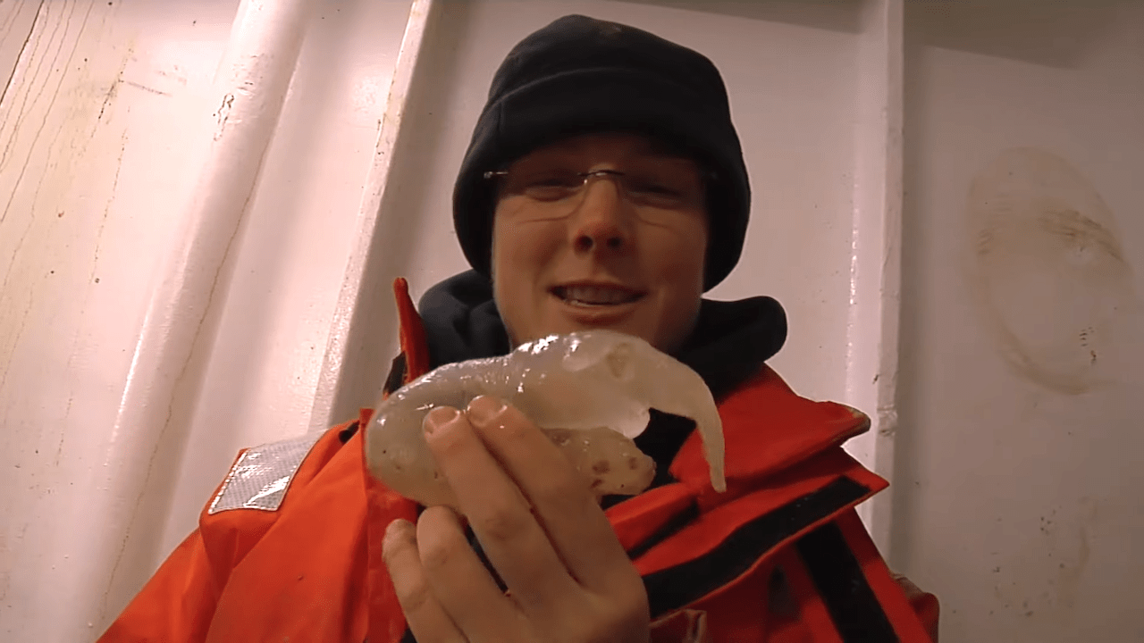 Scientists Discover Previously Unknown Mysterious Antarctic Creatures ...