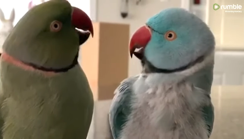 A Pair of Affectionate Parrots Engage in a Very Human Like Conversation ...
