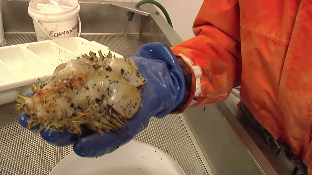 Scientists Discover Previously Unknown Mysterious Antarctic Creatures ...