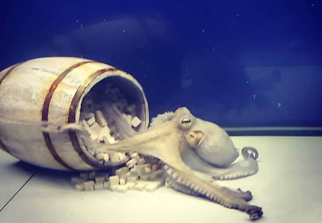 Rescued Octopus Figures Out How to Clear Obstacles From His Favorite ...