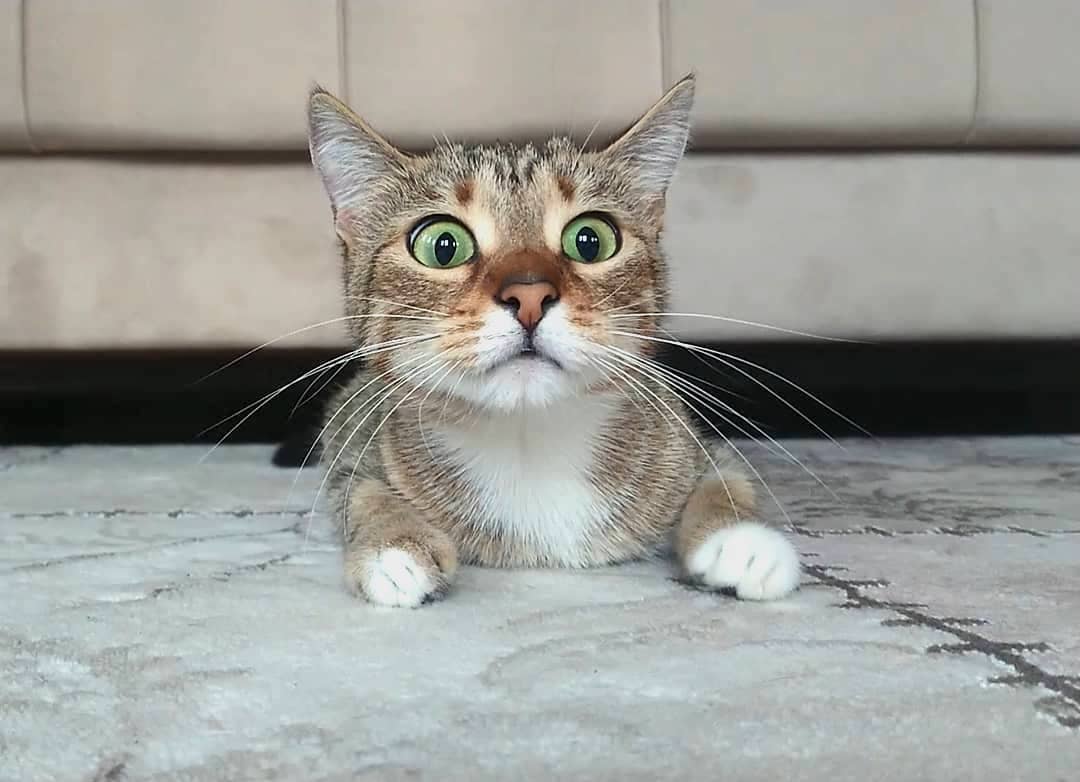 Kitten Reacts Intensely While Watching Horror Films