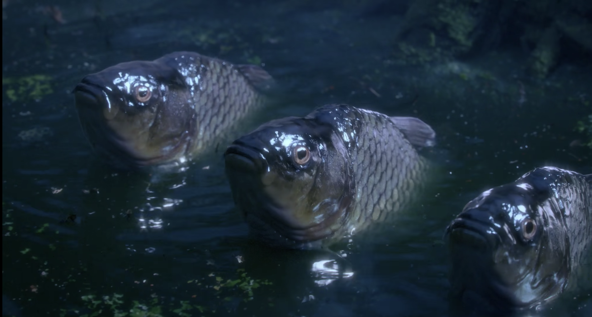 Beautifully Animated Woodland Creatures Perform a Gorgeous Bellini ...