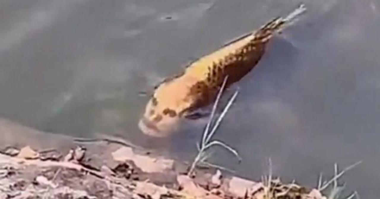 A Creepy Fish With an Oddly Human-Like Face