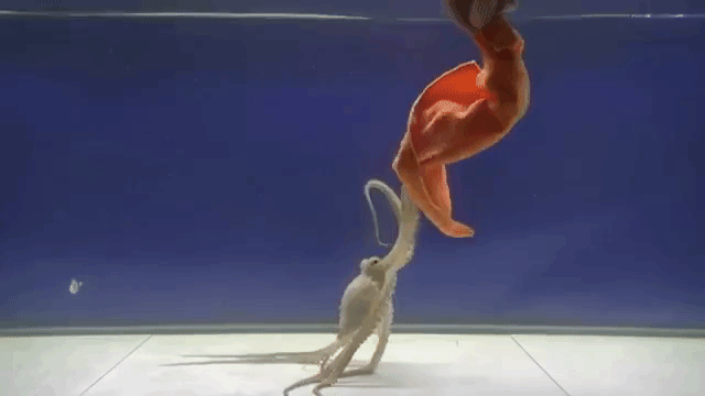 How a Common Octopus Reacts to Different Colors