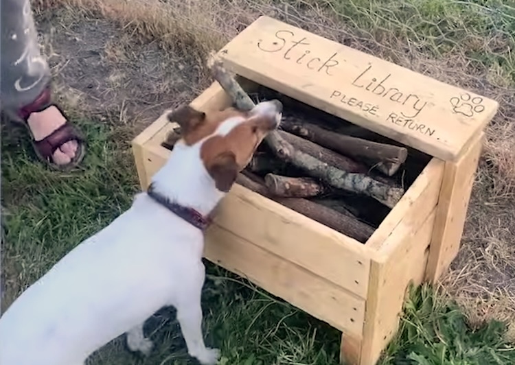 Craftsman Builds a Stick Library for Dogs at the Park