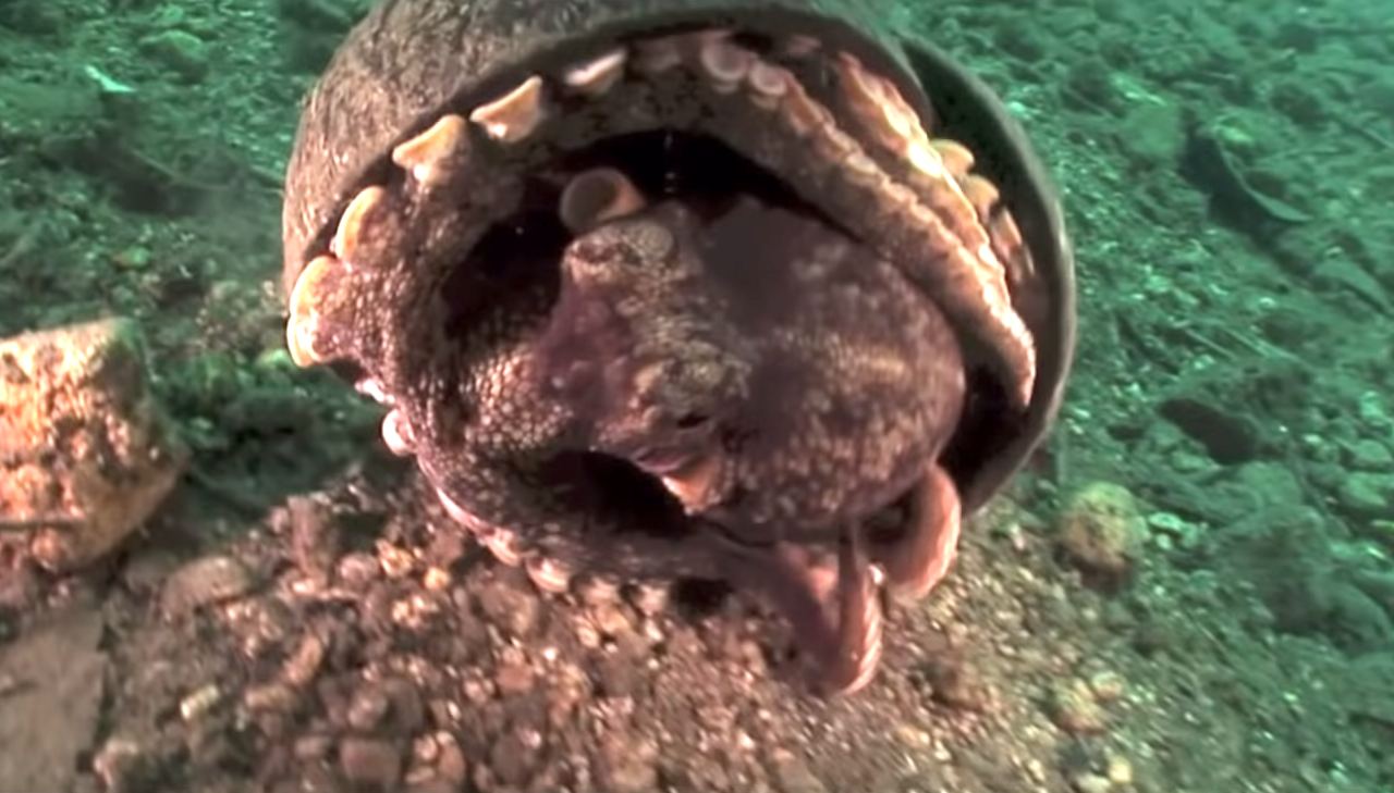 How Coconut Octopuses Use Their Namesake Shell