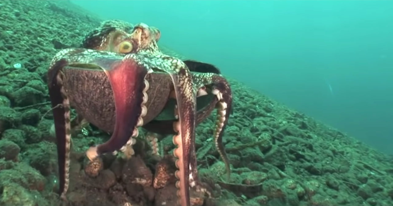 How Coconut Octopuses Use Their Namesake Shell