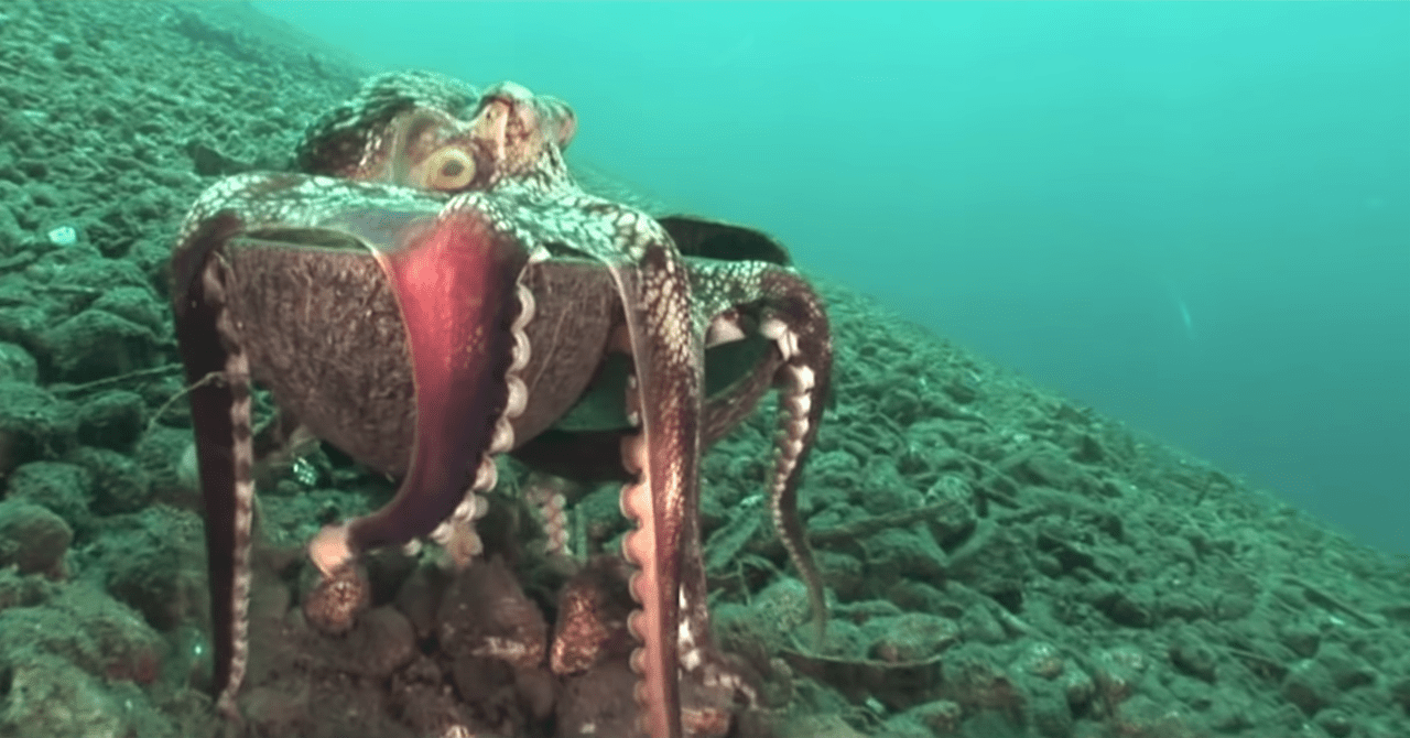 How Coconut Octopuses Use Their Namesake Shell