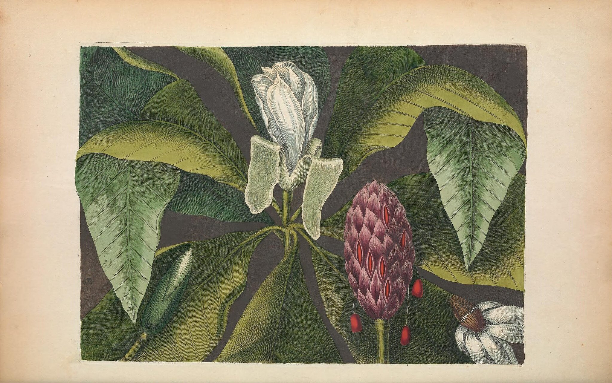 Biodiversity Heritage Library Makes 150,000 Animal and Botanical ...