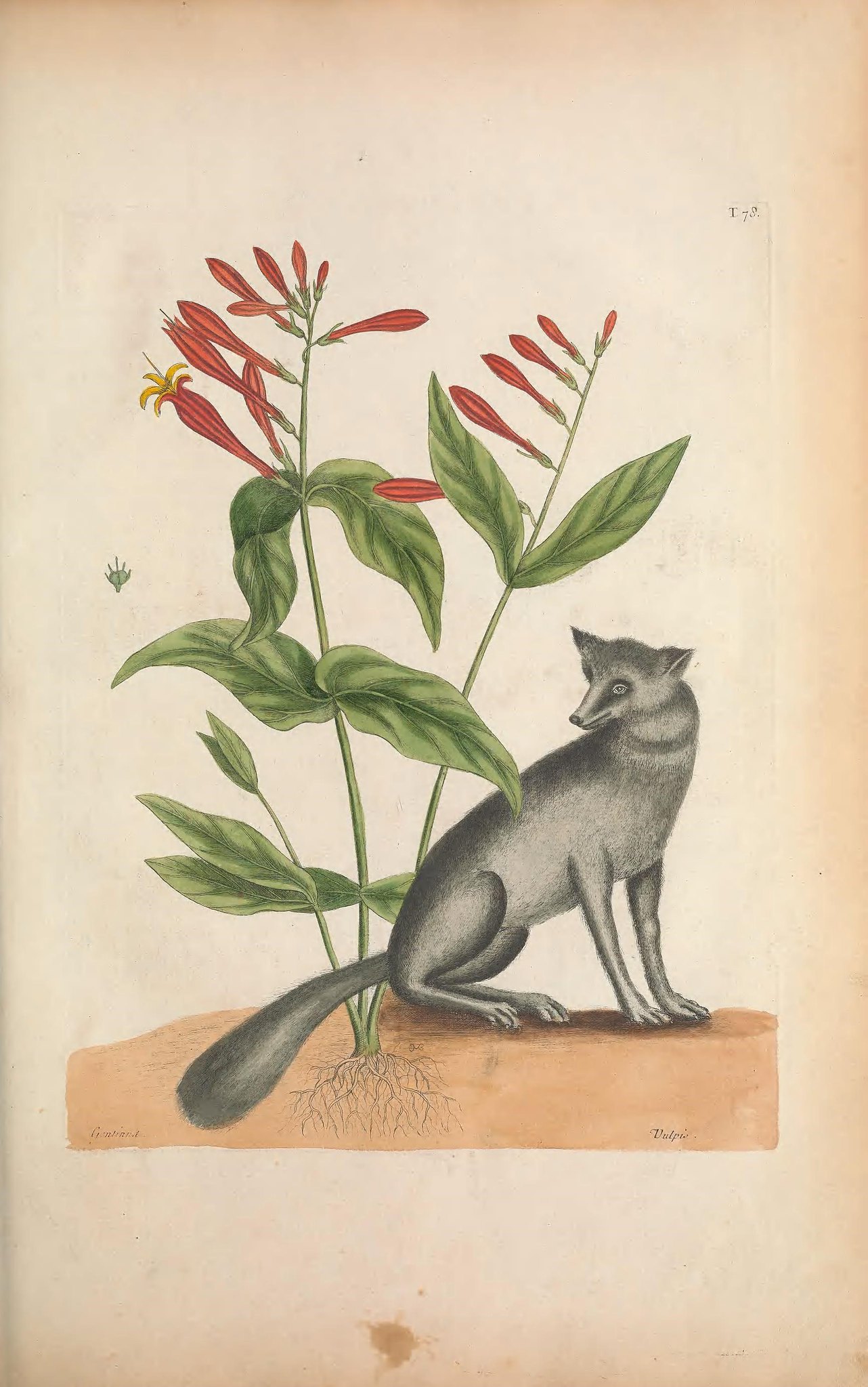 Biodiversity Heritage Library Makes 150,000 Animal and Botanical ...