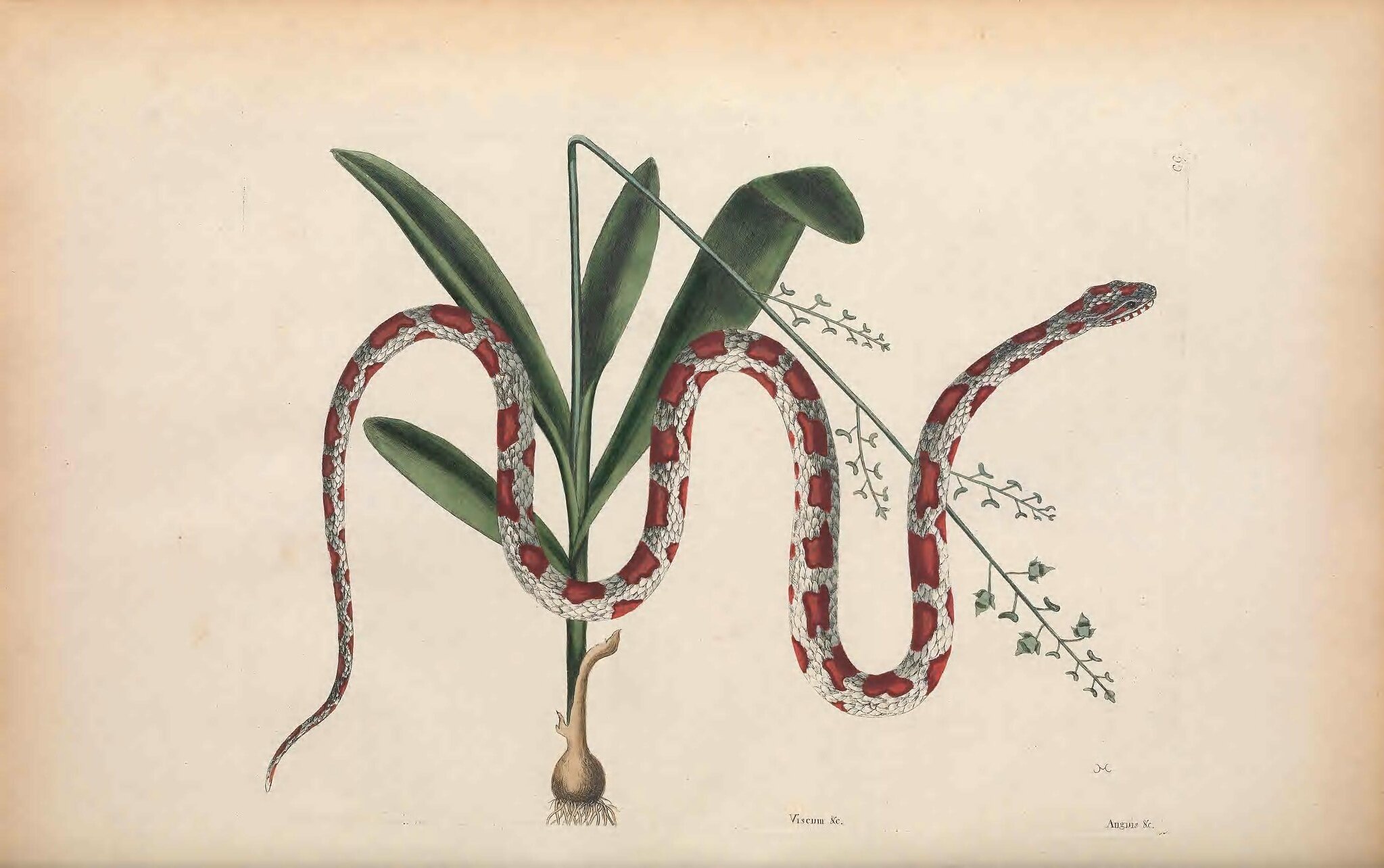 Biodiversity Heritage Library Makes 150,000 Animal and Botanical ...