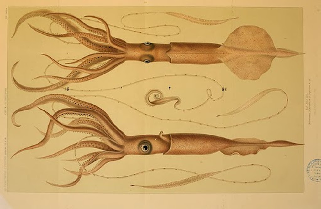 Biodiversity Heritage Library Makes 150,000 Animal and Botanical ...