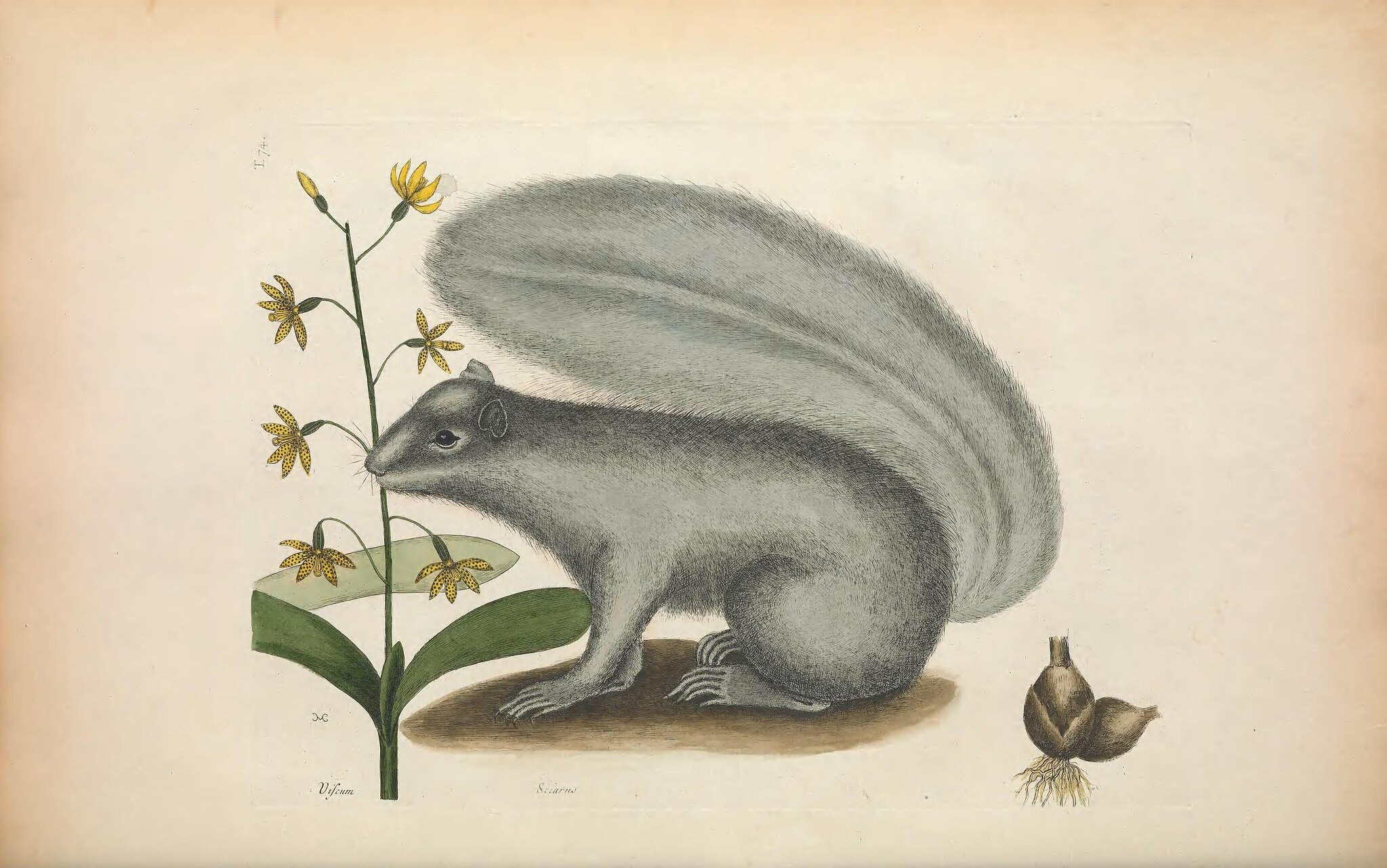 Biodiversity Heritage Library Makes 150,000 Animal and Botanical ...